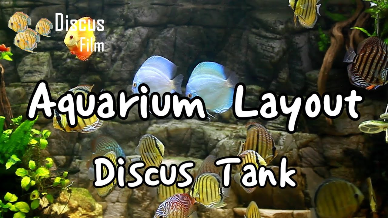 Discus Aquarium Layout. Introducing my Discus Tank. 디스커스 수조 레이아웃. - YouTube