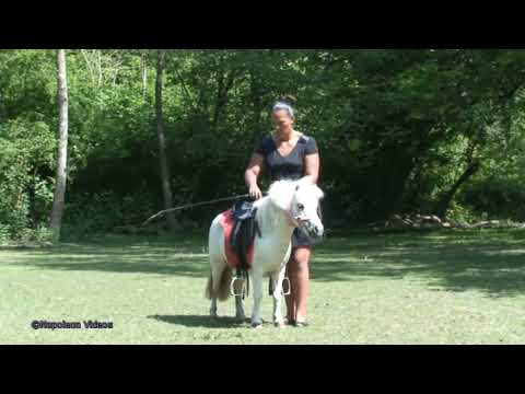 Pony Riding #ponyriding #donkeyriding  #esel #reiten #sheepriding #goatriding