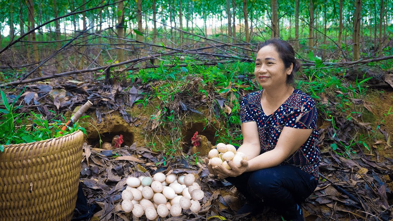 Found potholes in the forest egg harvest bring to home - Build life in ...