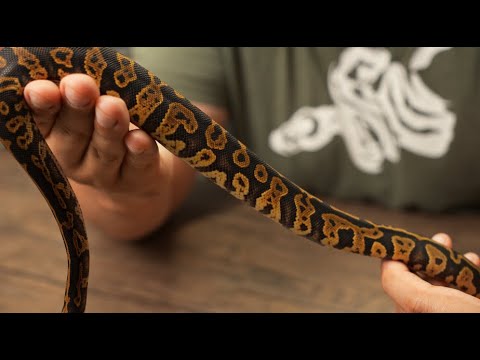 Project Series: Acid/Confusion Ball Pythons - YouTube