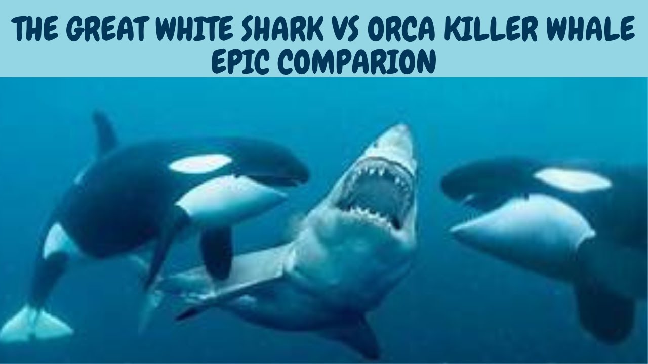 GREAT WHITE SHARK VS ORCA KILLER WHALE EPIC COMPARISON - YouTube