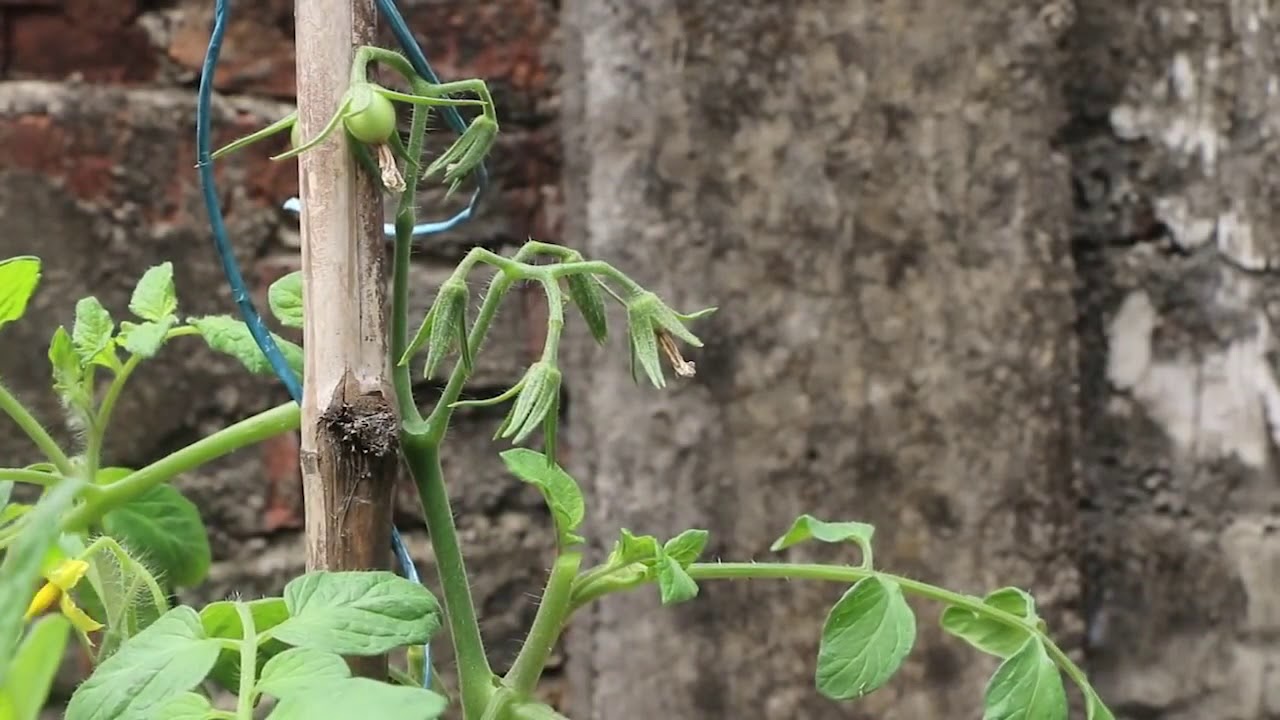 Tomato on plant rootstock - YouTube