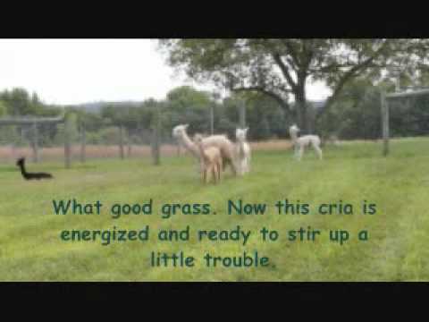 Crias Playing Cute Baby Animals Cria Baby Alpacas - YouTube