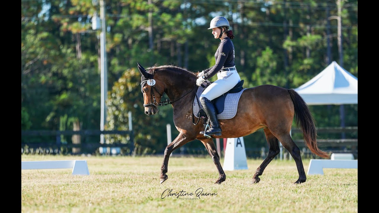 2017 14H Elhanan's TBF Sweet Deliverance "Piper" Stable View Sept 11 ...