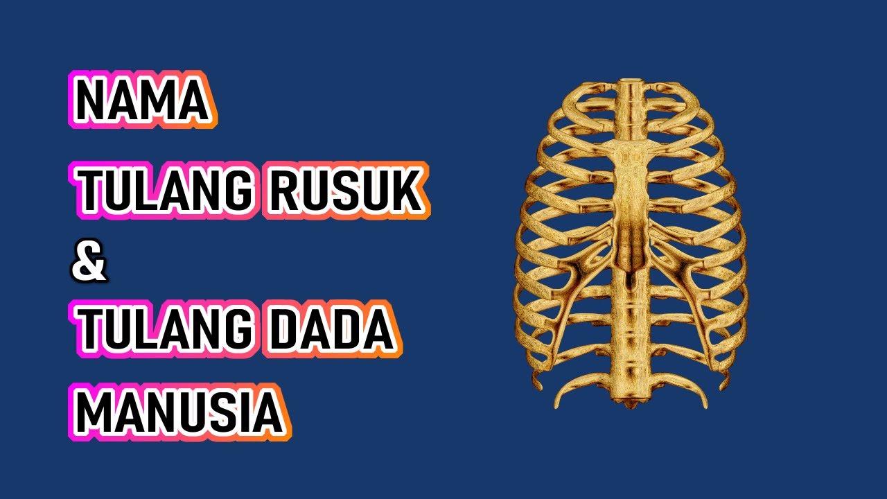 NAMA TULANG RUSUK DAN TULANG DADA MANUSIA - YouTube