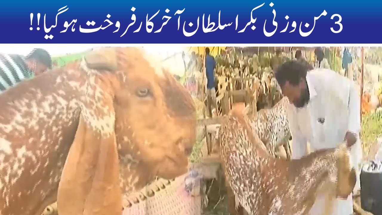 WOW!! 140 Kg Goat 'Sultan' Finally Sold On Huge Prices Tag - YouTube