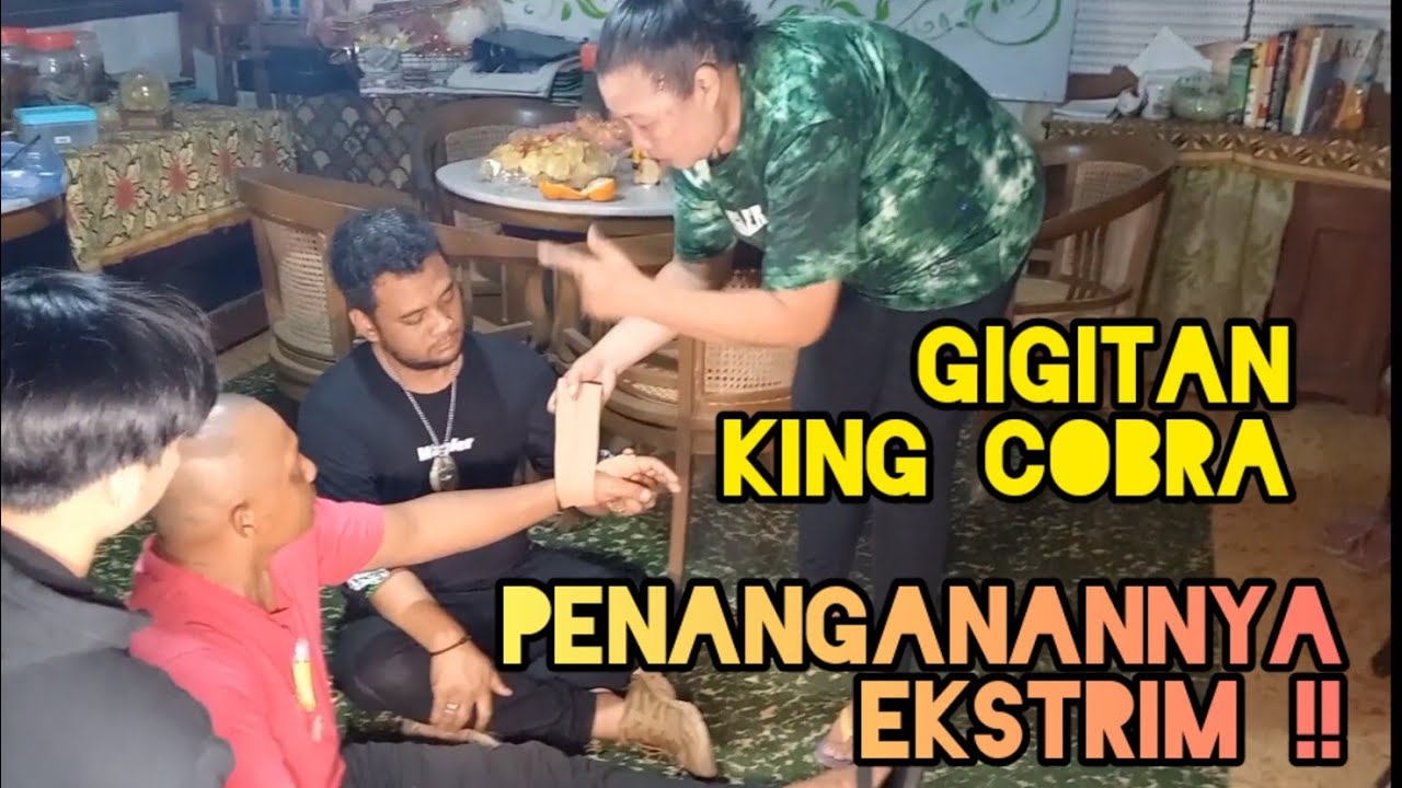 GAWAT !! Suwa di gigit king cobra (simulasi ) bersama @PANJIPETUALANG ...