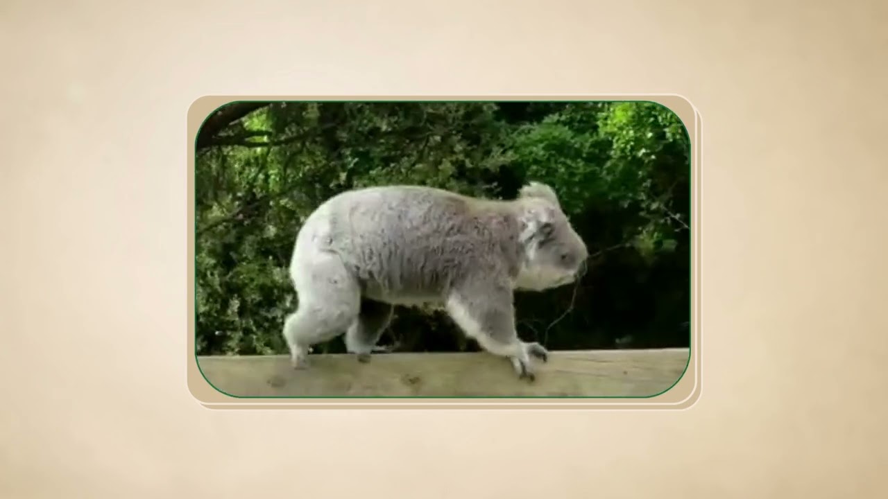 Kevin the Koala - YouTube