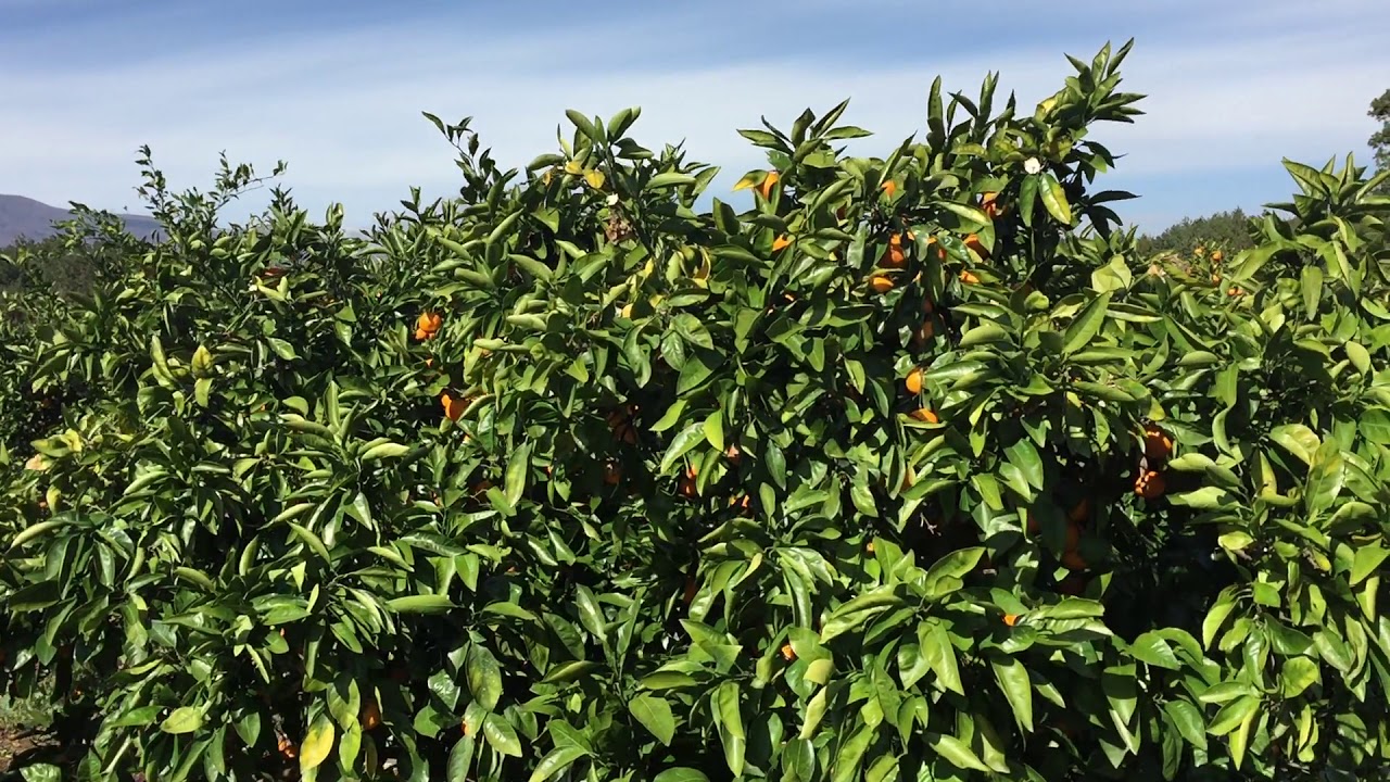 20 Second Korea: Jeju Mandarin Picking (제주감귤체험) - YouTube
