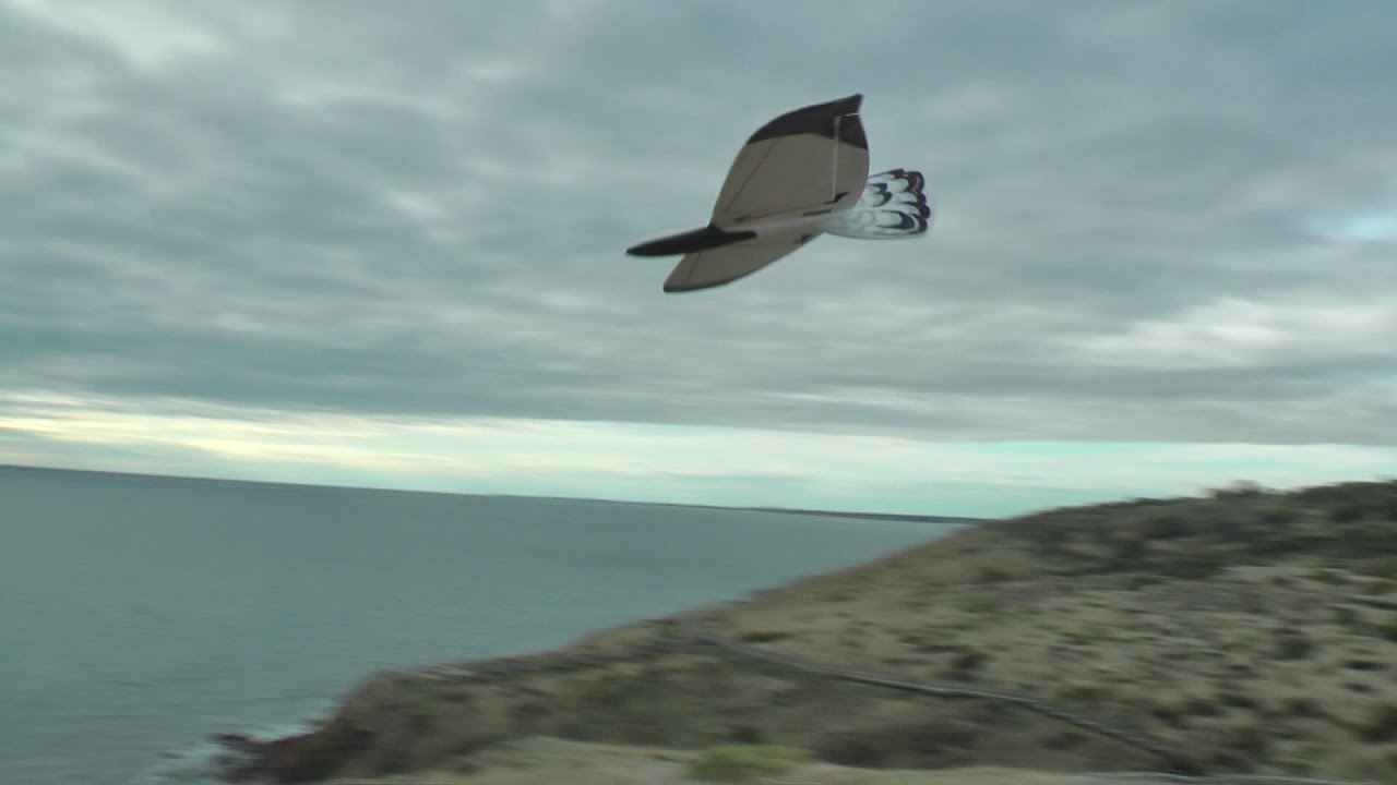 RC Slope soaring Alula in light winds - YouTube