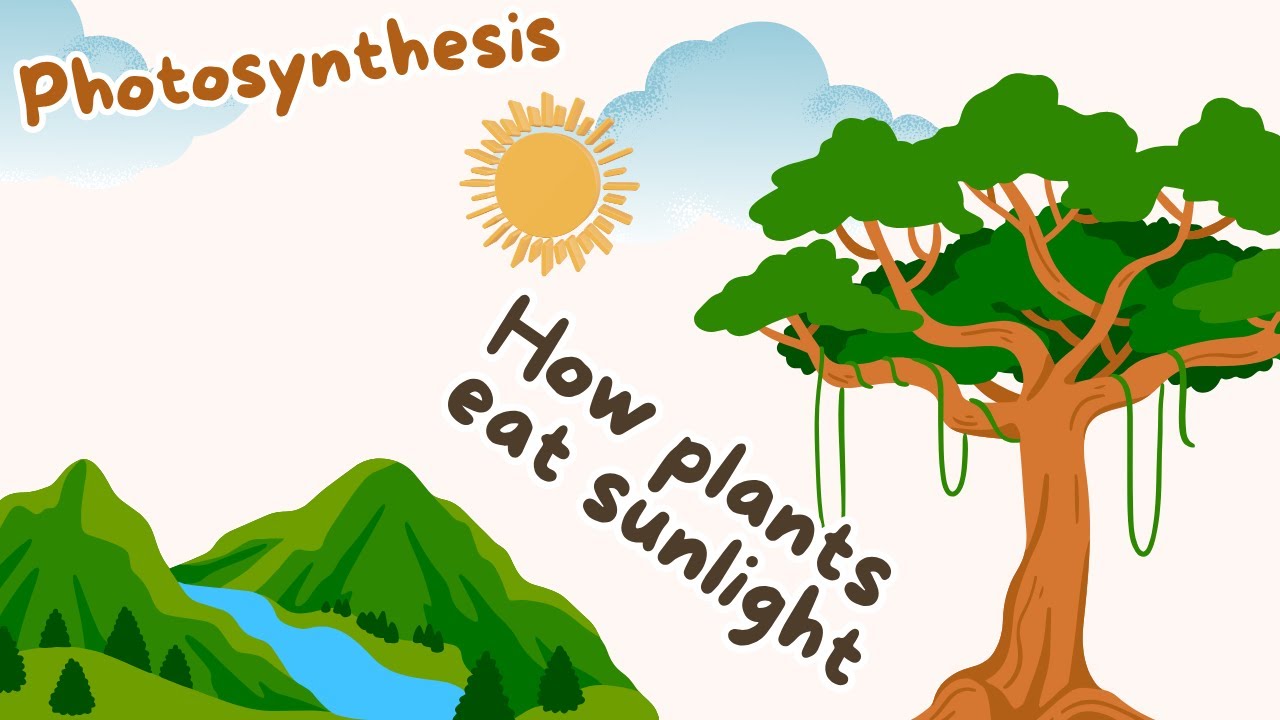 Photosynthesis in 50 Seconds - Simple Animation - YouTube