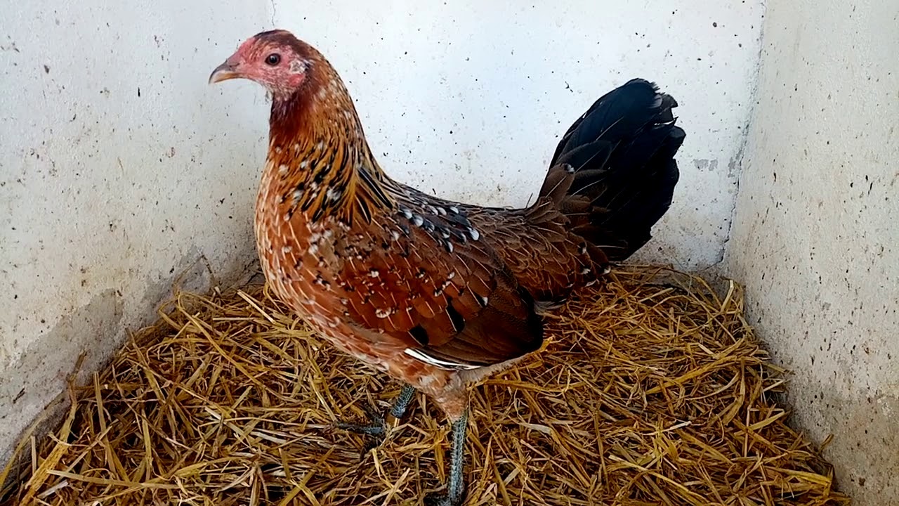 Hatch Mule Train - YouTube