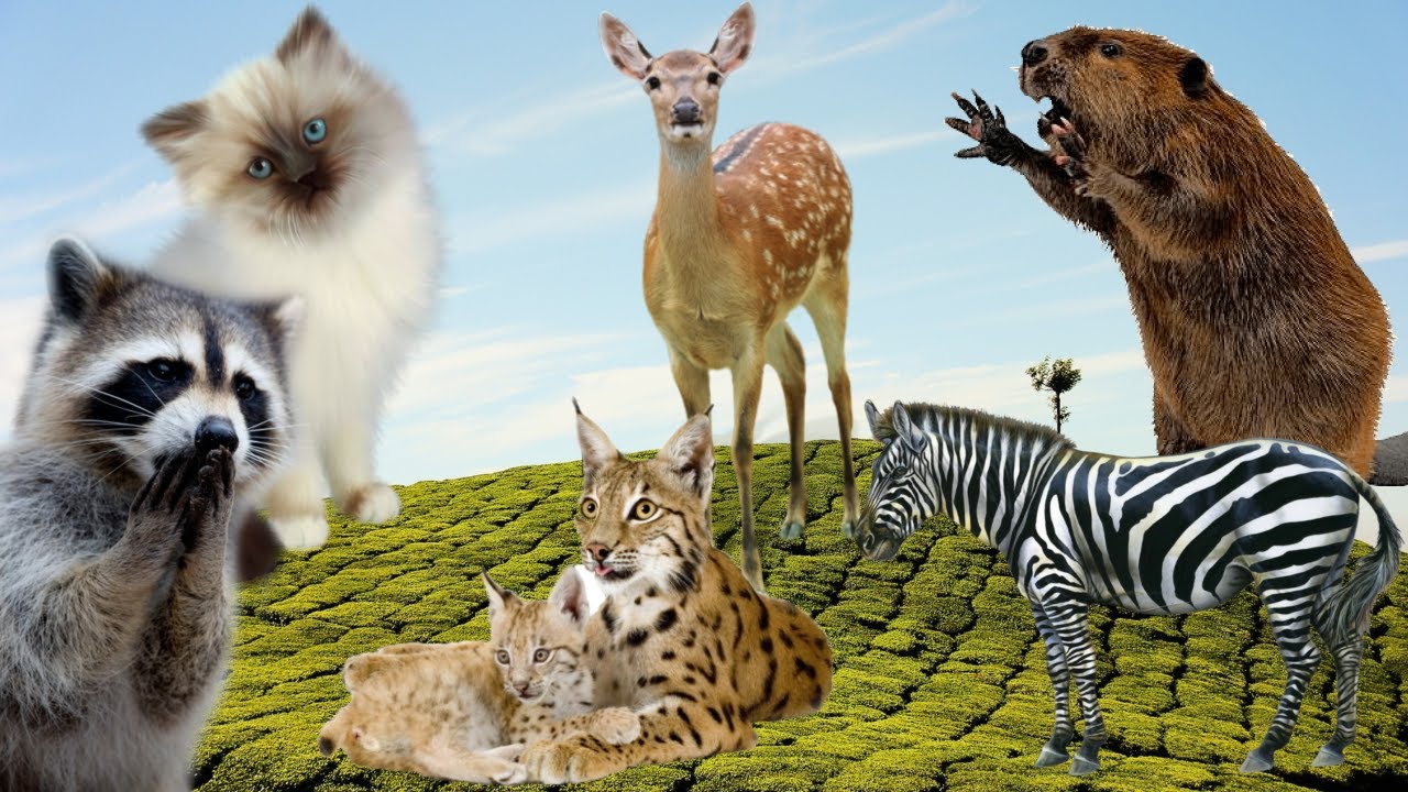Colors of Animals - Raccoon, Deer, Cat, Zebra, Lynx - Familiar animals ...