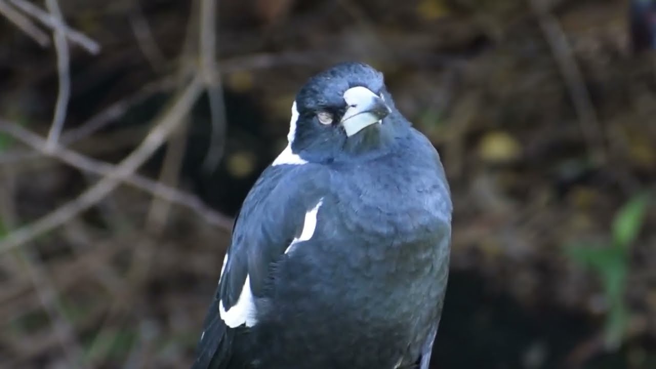Sleeping Magpie - YouTube