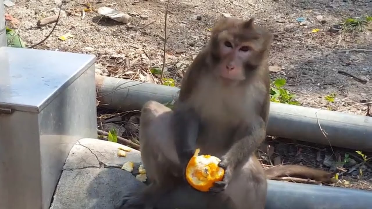 Monkey eating orange - YouTube