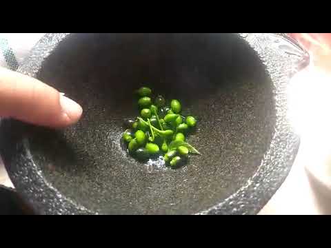 CHILE AMASHITO - YouTube