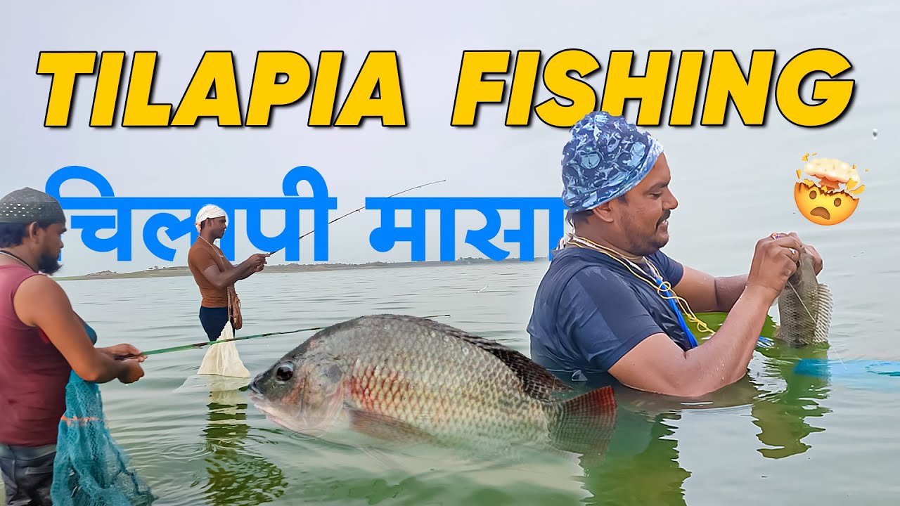 Tilapia Fishing | चिलपी मासा | Chilapi Masa Fishing | Amazing Tilapia ...