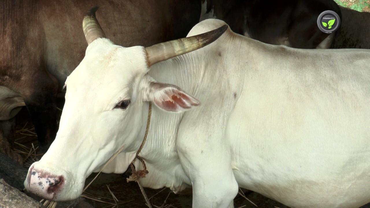 Indian Desi Cow Breed Jawari YouTube indian-desi-cow-breed-jawari-youtube