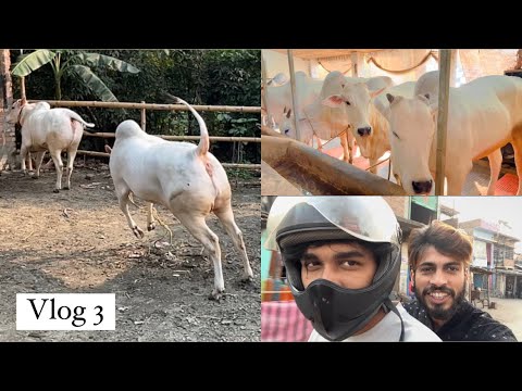 COW COLLECTION | ONGOLE ANDHRA COW | KOLKATA | SEASON 2024 | MAHESTALA ...