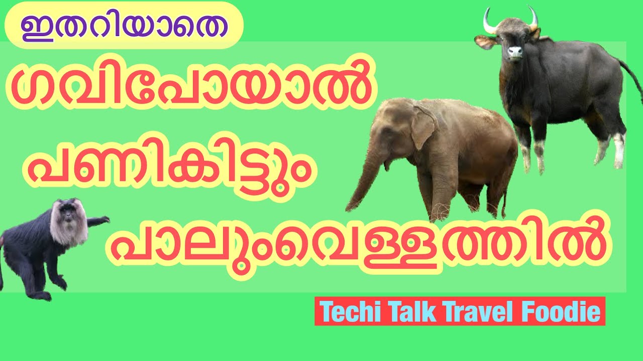 Latest gavi updates 10/2022 | gavi trip | Gavi ksrtc forest trip ...