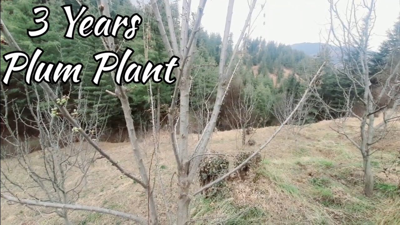 Plum Grafting || Plum Plant Height || How long it takes for Fruiting ...