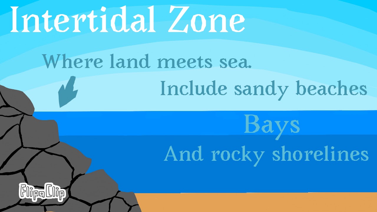 Intertidal Zone - YouTube