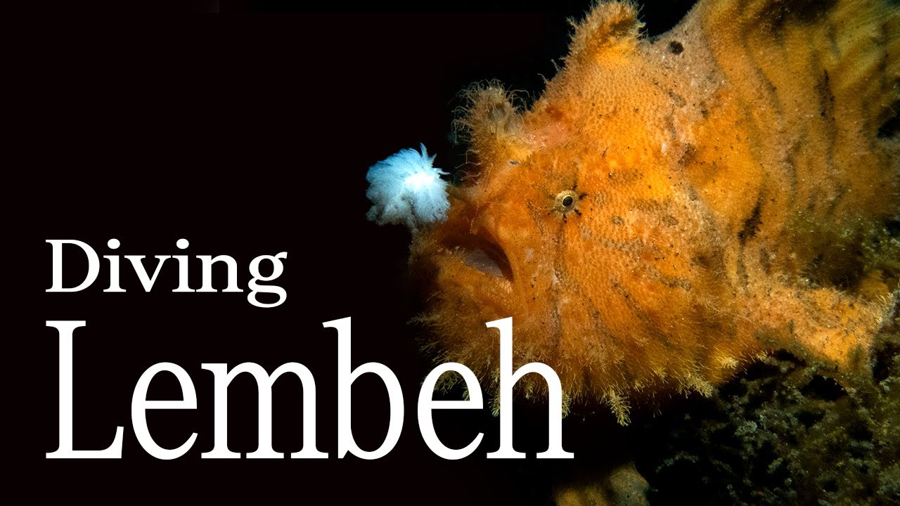 Lembeh Strait Muck Diving 2023 - YouTube