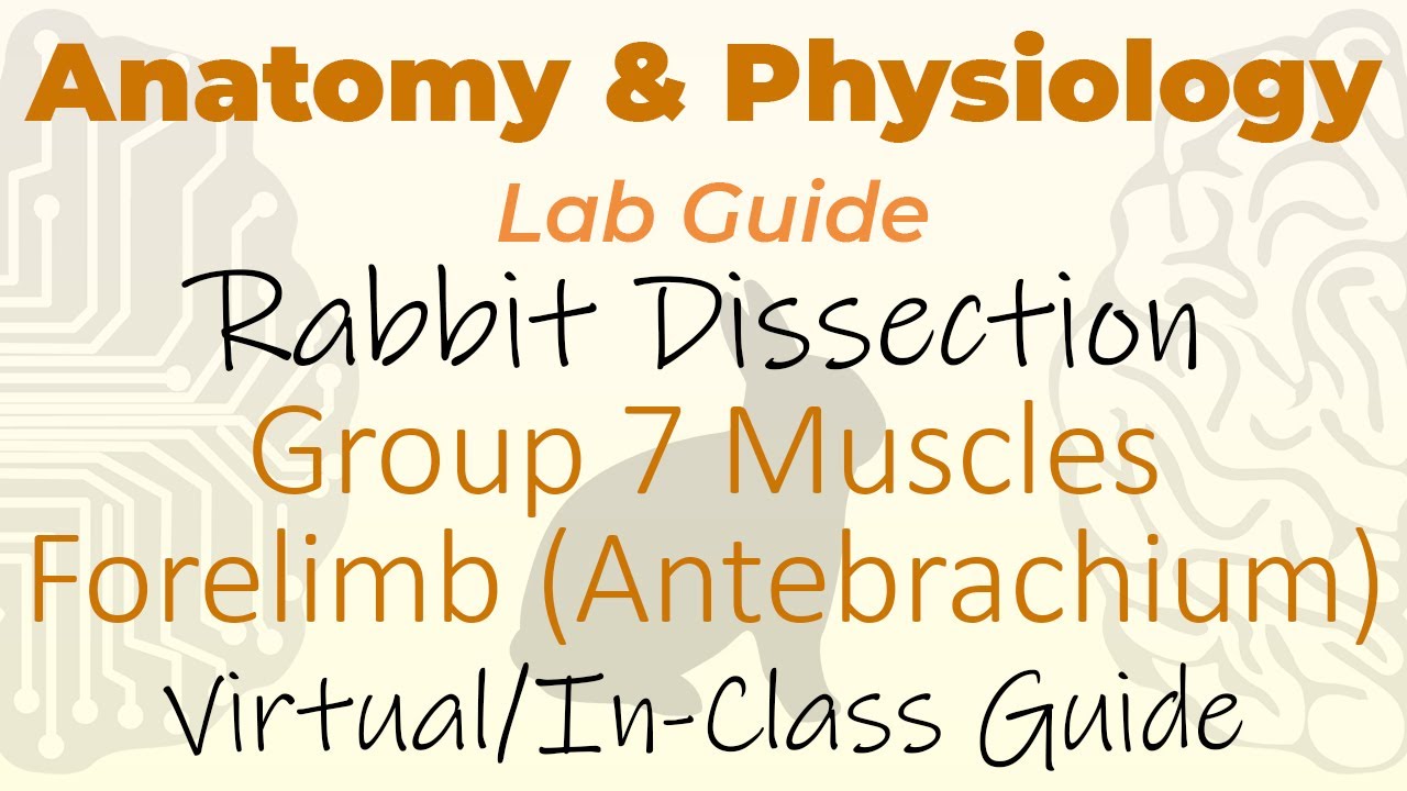 Rabbit Dissection - Group 7 Muscles - Forelimb (Antebrachium) - YouTube