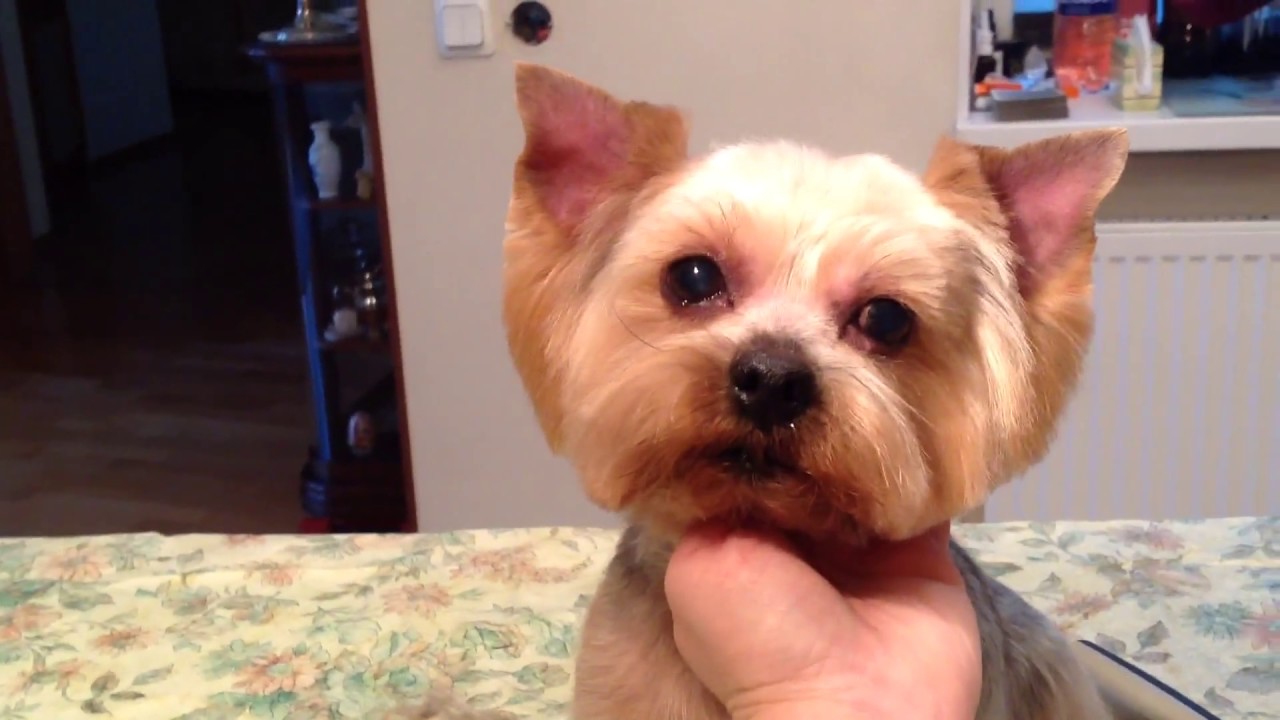 classic round face on Yorkie ( result). Technique-skimming - YouTube