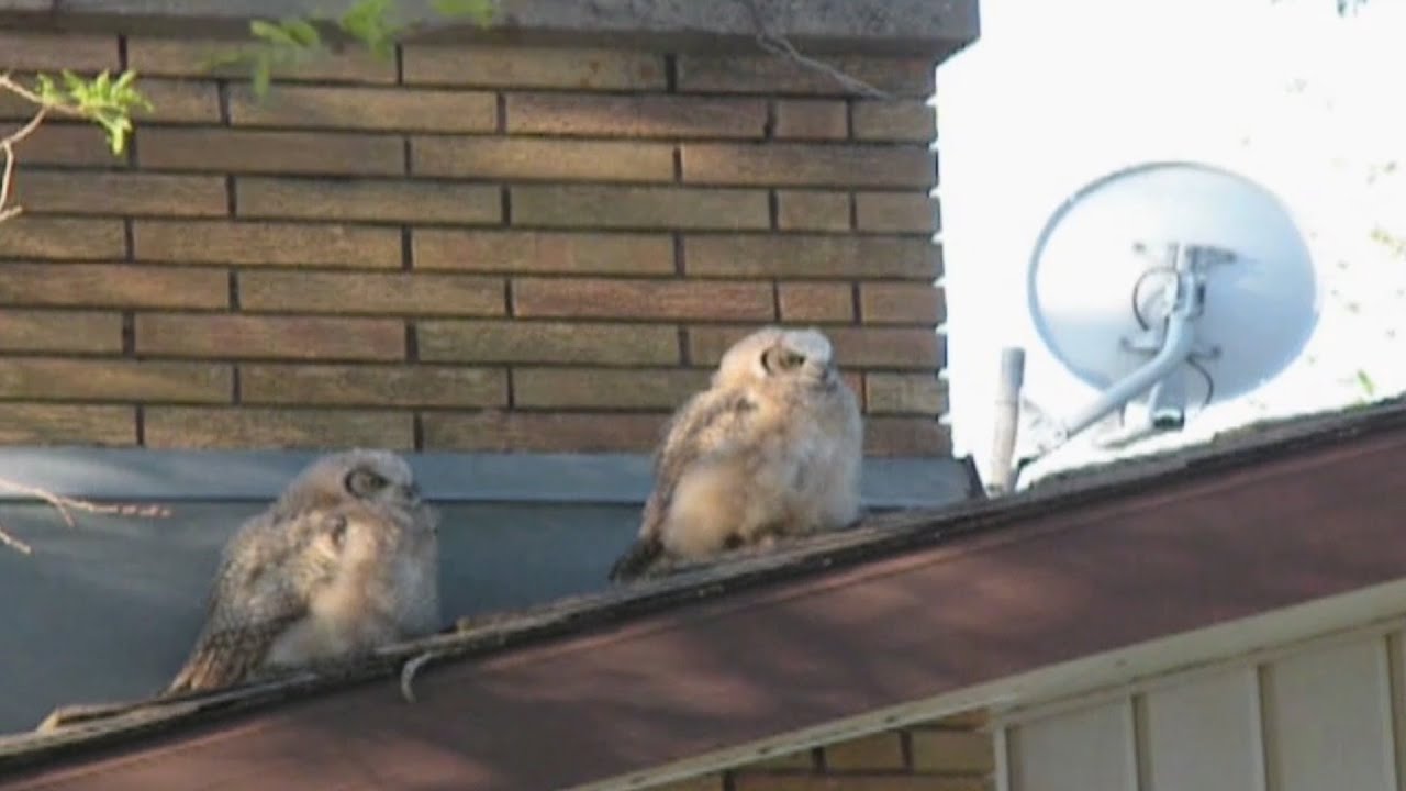 Owl Poops And Flees The Scene - YouTube