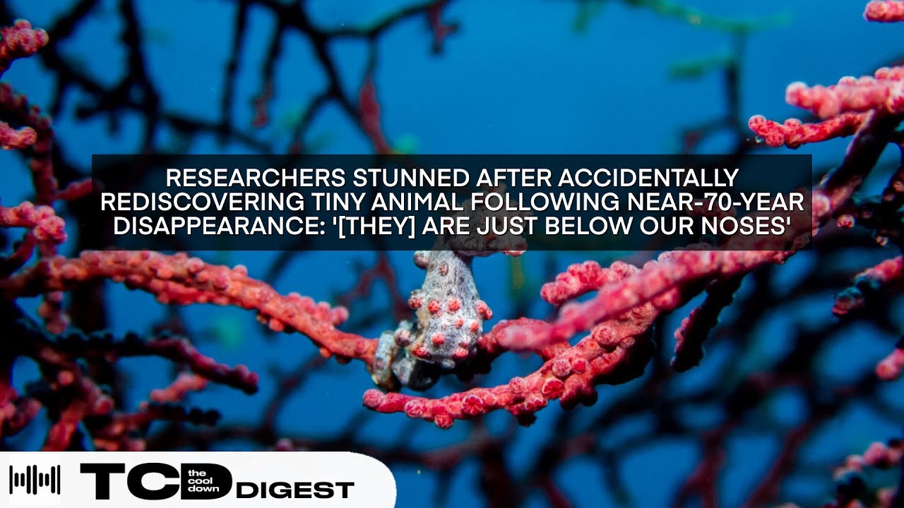 Researchers rediscover tiny animal after nearly 70 years: 'Just below ...