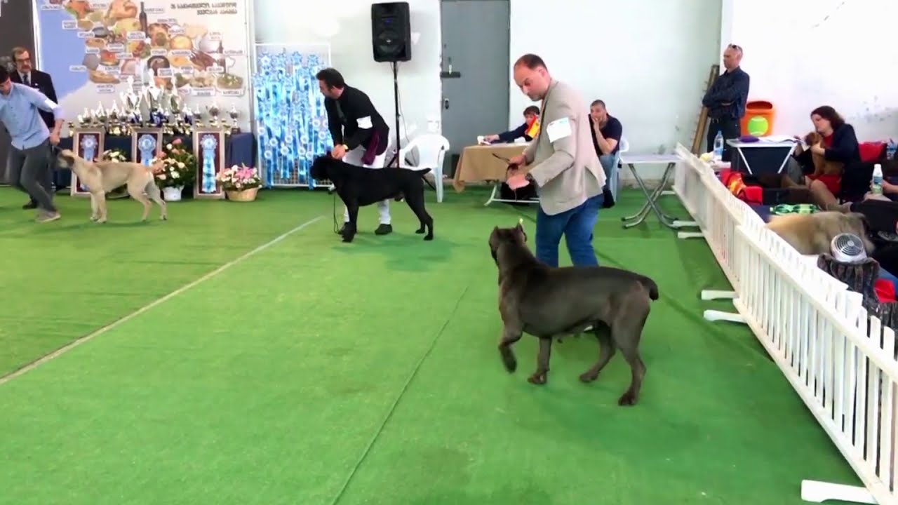 patricia cane corso Internacional Champion of Georgia 2019 - YouTube