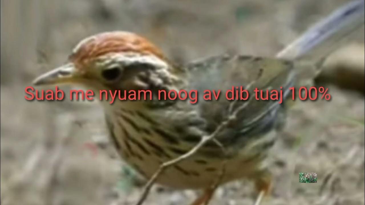 suab me nyuam noog av dib tuaj 100% - YouTube