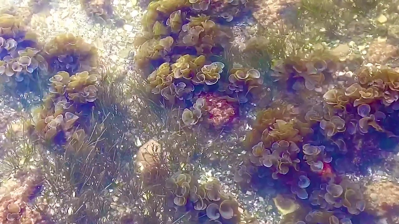 White Scroll Alga (Padina Jamaicensis) And Seagrass In Sarasota Bay ...