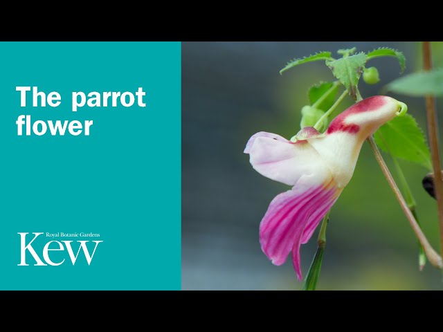 Parrot Flower