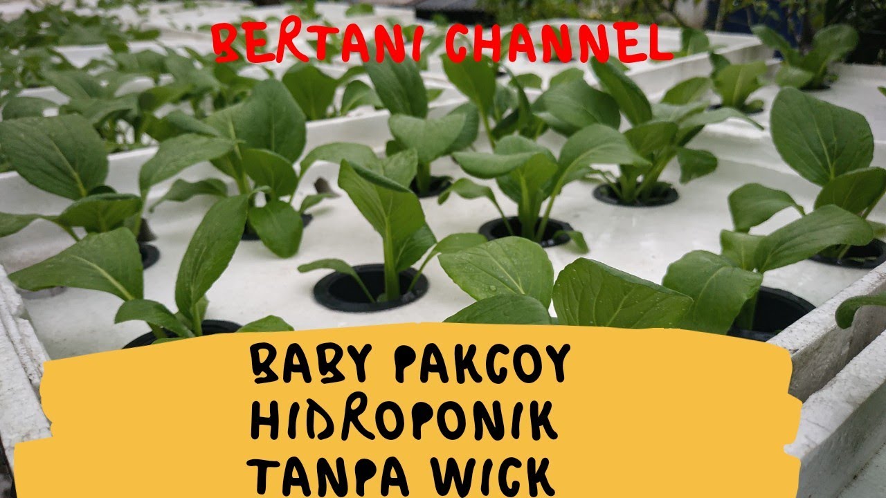 Bertani || budidaya Pakcoy Hidroponik akar langsung sentuh nutrisi ...