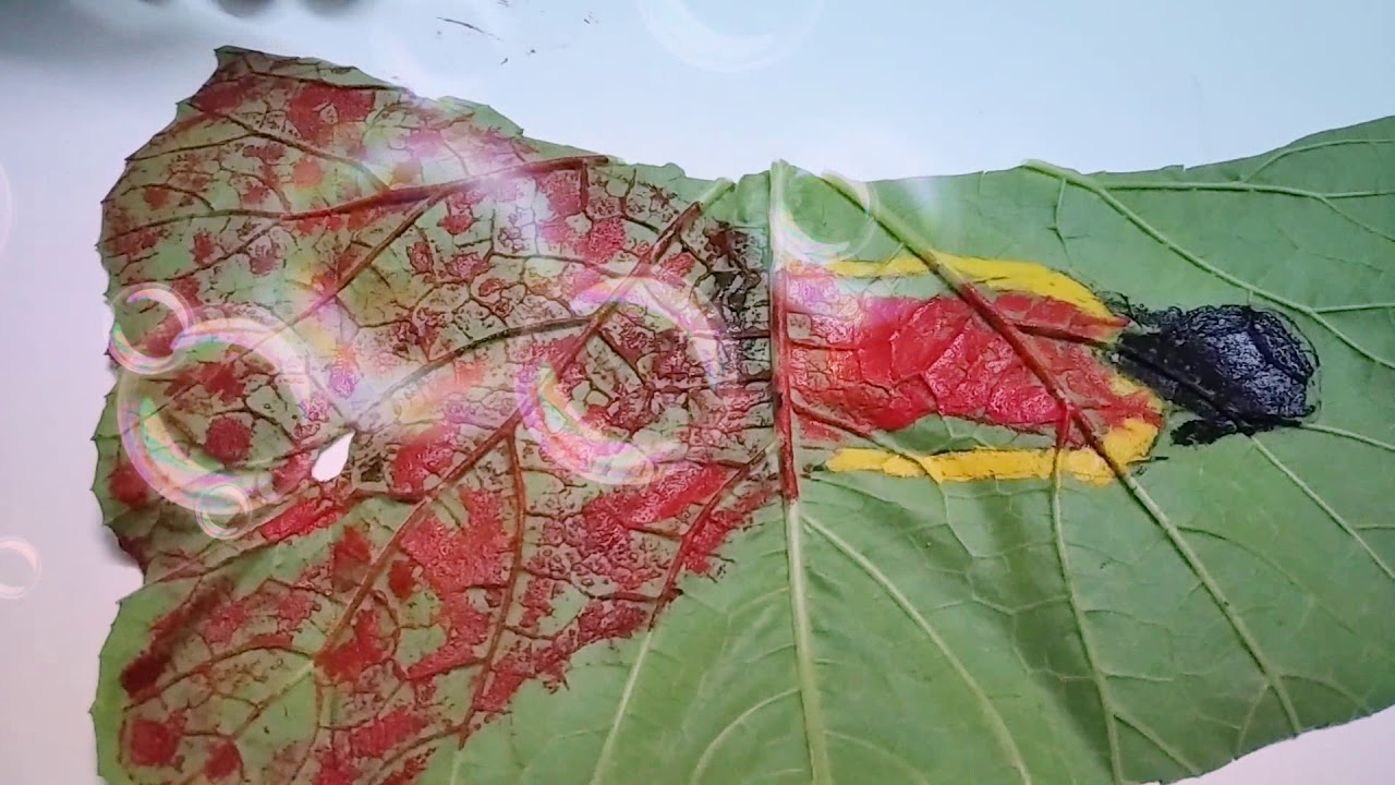 Leaf Impression New Design YouTube leaf-impression-new-design-youtube