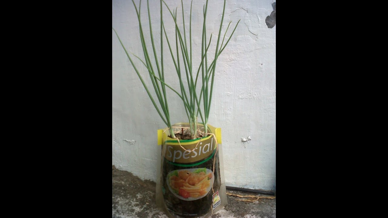 PERTANIAN SEDERHANA || DAUN BAWANG POLYBAG RECYCLE - YouTube