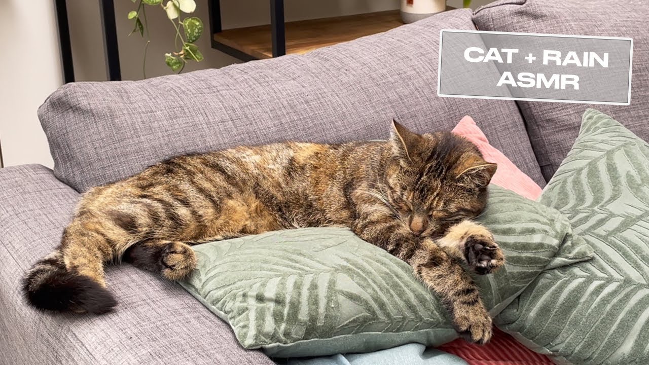 Relaxing Rain Sounds & Cat Grooming + Purring | Cat Falling Asleep on a ...