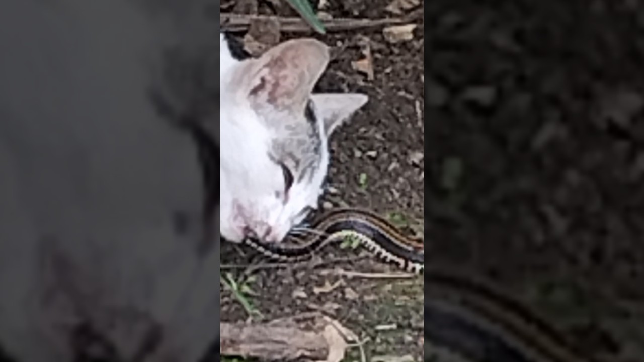 subhanallah Kucing Makan Ular, 😭 #kucing #ular #kucinglucu # ...