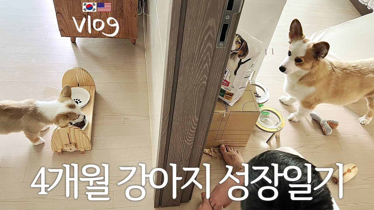 아기 강아지 나무and성견 호두 합사 과정 아기 웰시코기 입양 후 육아일기 국제커플과 두 강아지가 함께하는 소소한 일상 브이로그