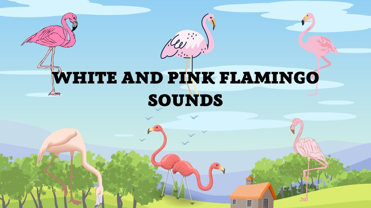 Flamingo - Sounds along with videos | Flamingo dances - YouTube