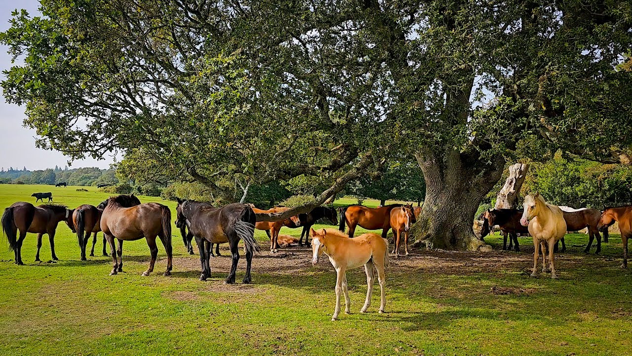 Wild Horses & Adorable Foals Under the Giant Oak Tree | New Forest ...
