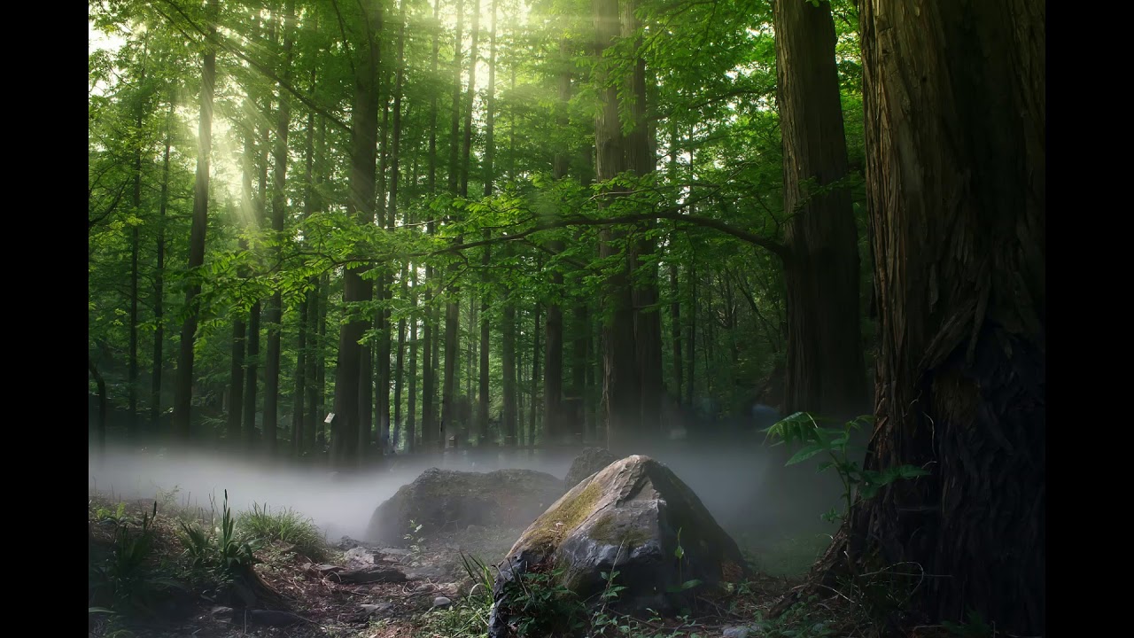 Forest Sounds Nature Music Relax Meditation Ambient Sounds For Sleep
