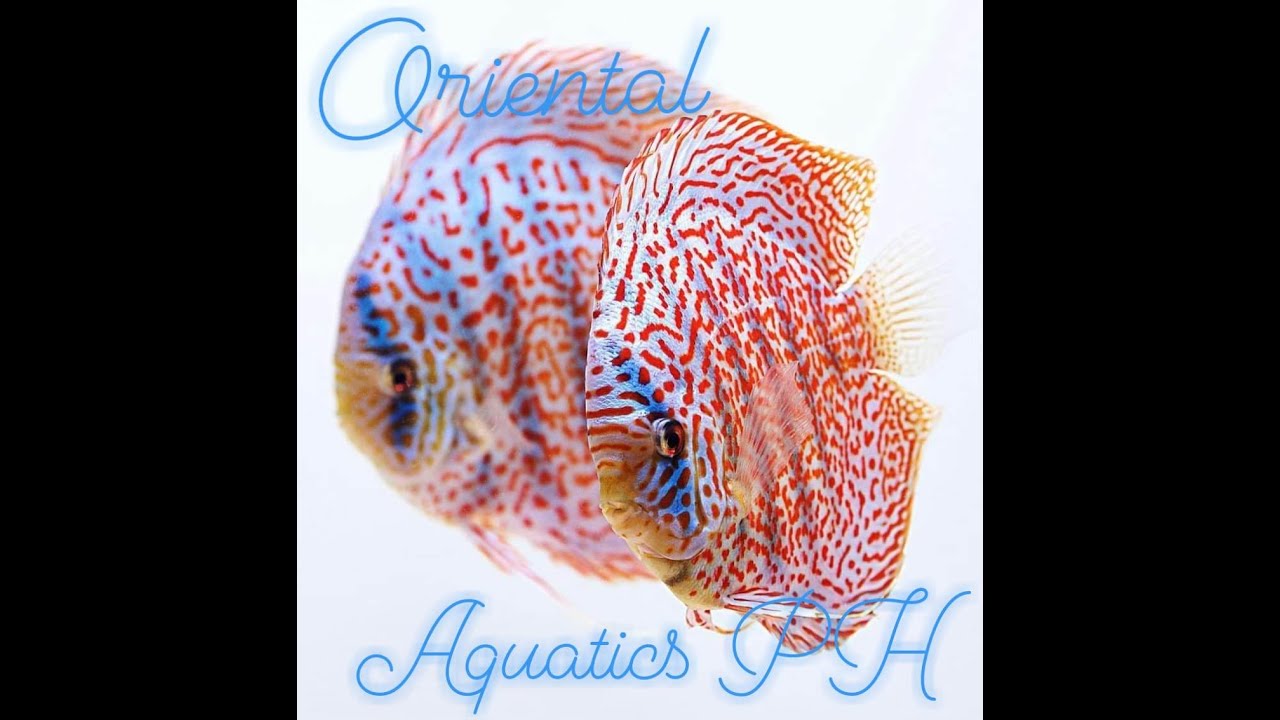 Imported Tiger Turquoise Discus - YouTube