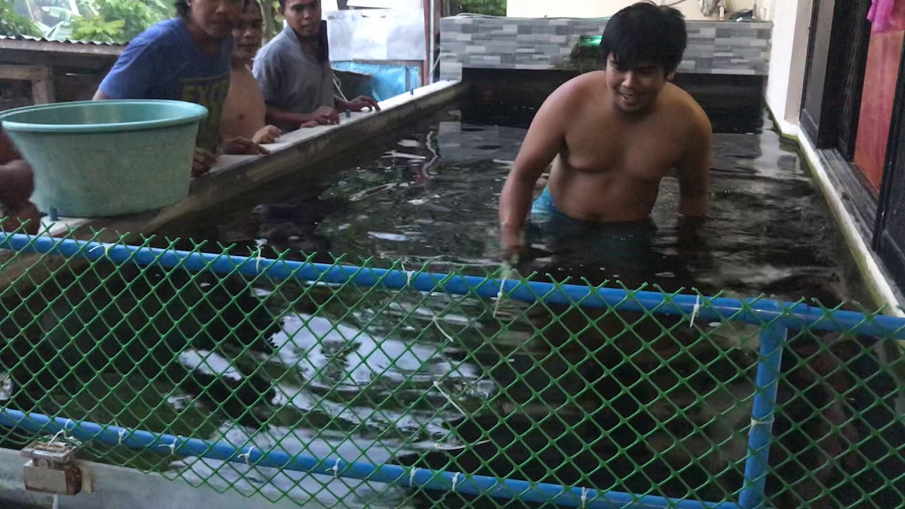 KOI BREEDING - YouTube