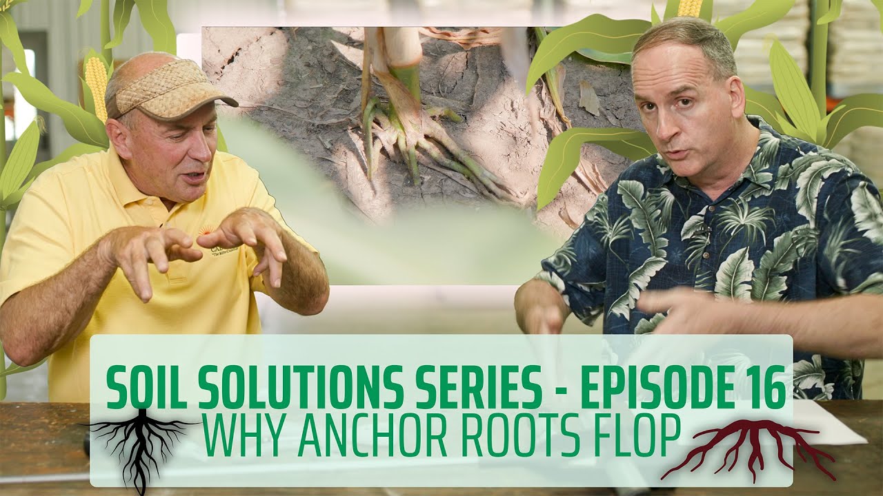 Soil Solutions Series | Ep. 16 | Anchor Roots Flop in Compacted Soils # ...