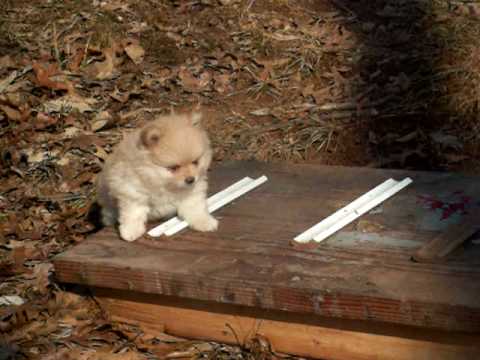 Pomeranian Puppies for sale, Indiana, sable merle & cream merle ...