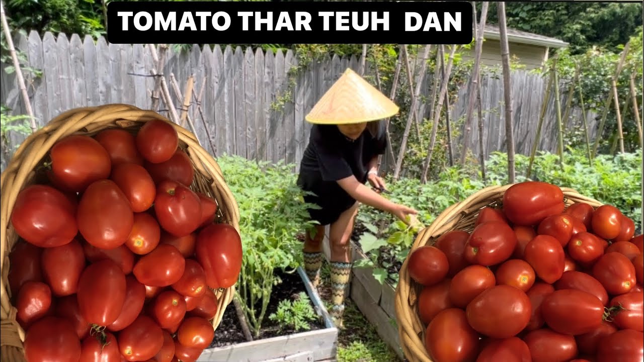 TOMATO RAH THAT DUH DAN || RADISH KAN THAR - YouTube
