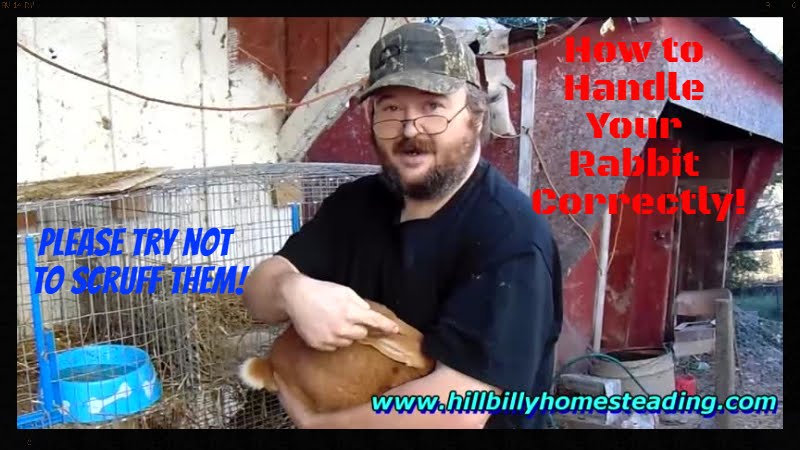 Rabbit Husbandry - How to Handle a Rabbit Correctly.mp4 - YouTube